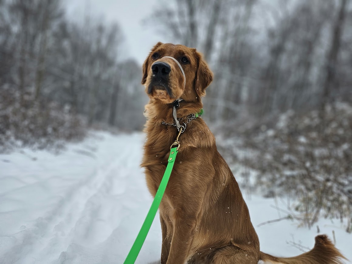 Pet Sitting and Dog walking in Hershey, PA - PetPros of Hershey